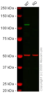 Human DDX58 (RIG-I) knockout A549 cell line (ab267117) | Abcam