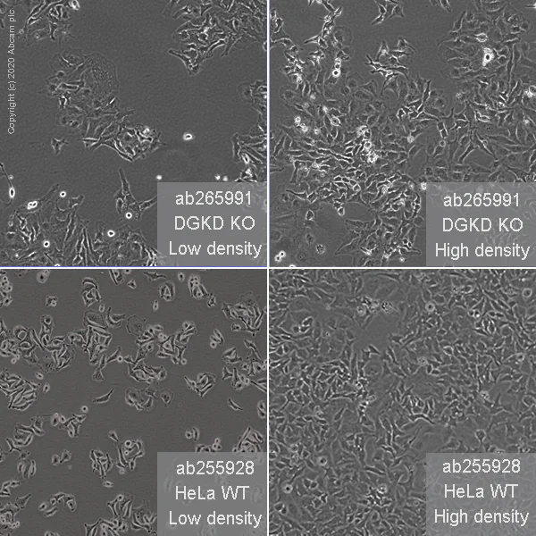 Human DGKD knockout HeLa cell line (ab265991) | Abcam