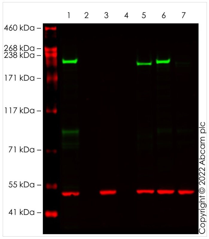 Human DICER1 knockout HEK293T cell line [4-25] (ab291117) | Abcam