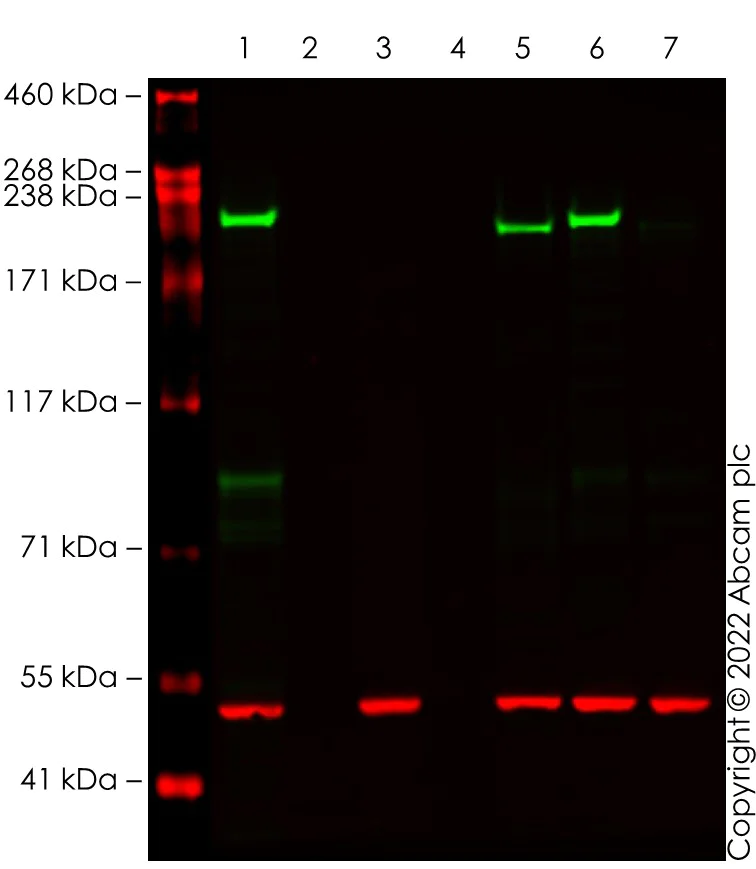 Human DICER1 knockout HEK293T cell line[2-20] (ab291116) | Abcam