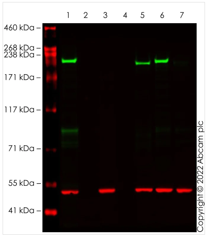 Human DICER1 knockout HEK293T cell line[2-20] (ab291116) | Abcam