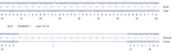 Human DLAT knockout A549 cell line (ab300919) | Abcam