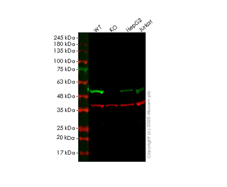 Human DNAJA1 knockout HEK-293T cell line (ab266437) | Abcam