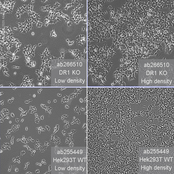 Human DR1 knockout HEK-293T cell line (ab266510) | Abcam