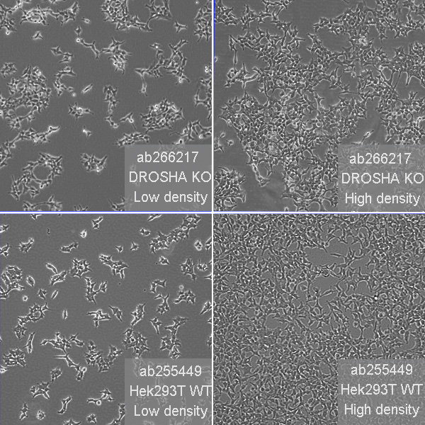 Human DROSHA knockout HEK-293T cell line (ab266217) | Abcam
