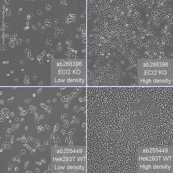 Human ECI2 (PECI) knockout HEK-293T cell line (ab266396) | Abcam