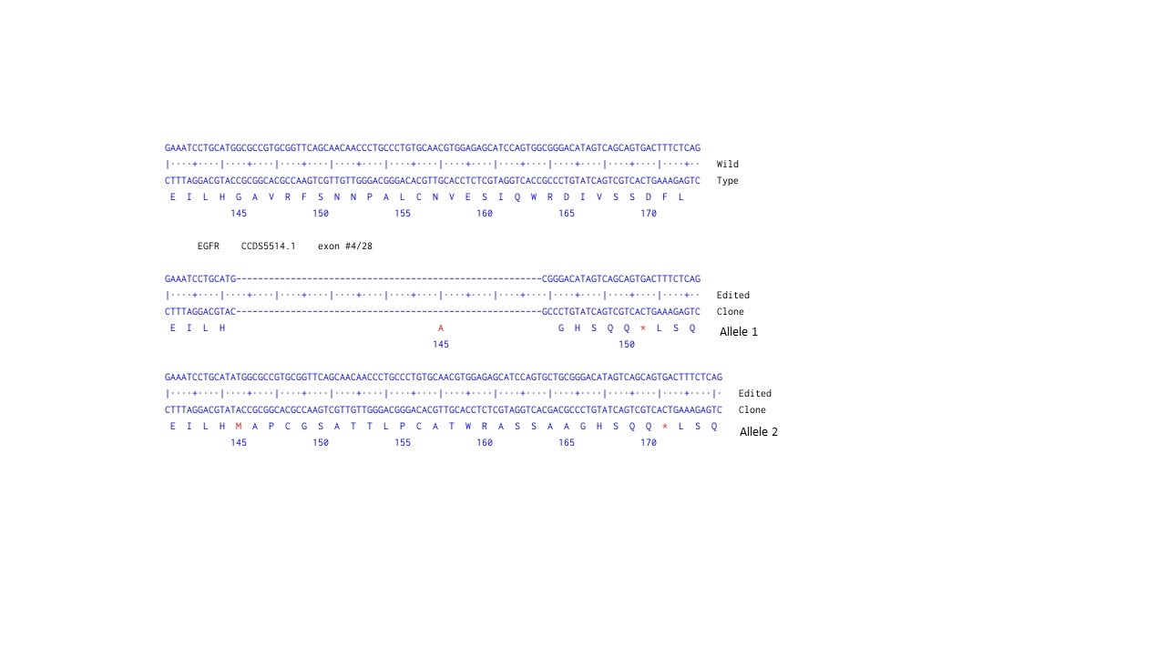 Human EGFR knockout U-87 MG cell line (ab306812) | Abcam