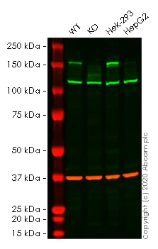 Human EHMT2 (G9A) knockout HeLa cell line (ab265149) | Abcam
