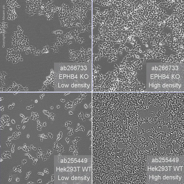 Human EPHB4 (Eph receptor B4/HTK) knockout HEK-293T cell line (ab266733 ...