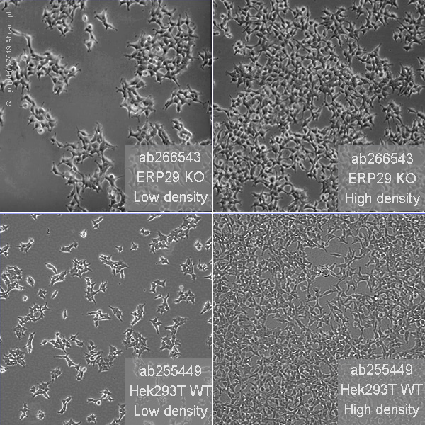 Human ERP29 knockout HEK-293T cell line (ab266543) | Abcam