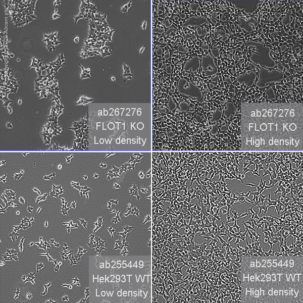 Human FLOT1 (Flotillin 1) knockout HEK-293T cell line (ab267276) | Abcam