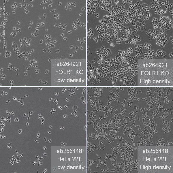 Human FOLR1 (Folate Binding Protein/FBP) knockout HeLa cell line ...