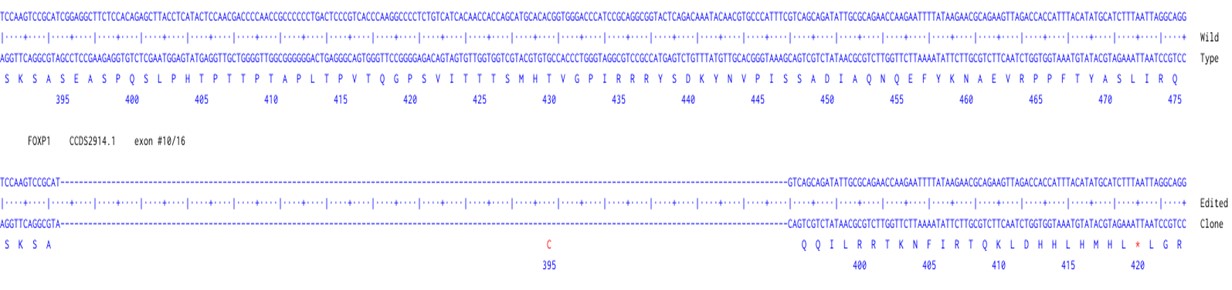 Human FOXP1 knockout A549 cell line (ab286647) | Abcam