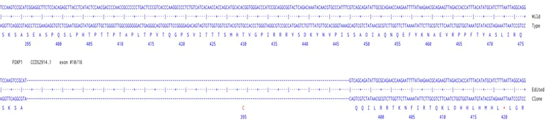 Human FOXP1 knockout A549 cell line (ab286647) | Abcam