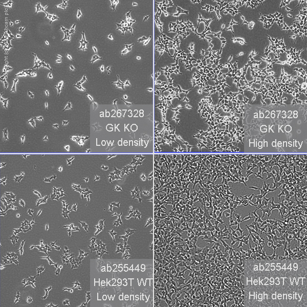 Human GK (Glycerol kinase) knockout HEK-293T cell line (ab267328) | Abcam
