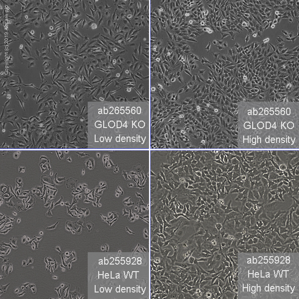 Human GLOD4 knockout HeLa cell line (ab265560) | Abcam