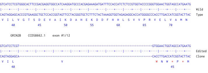 Human GRIN2B knockout U-87 MG cell line (ab306688) | Abcam