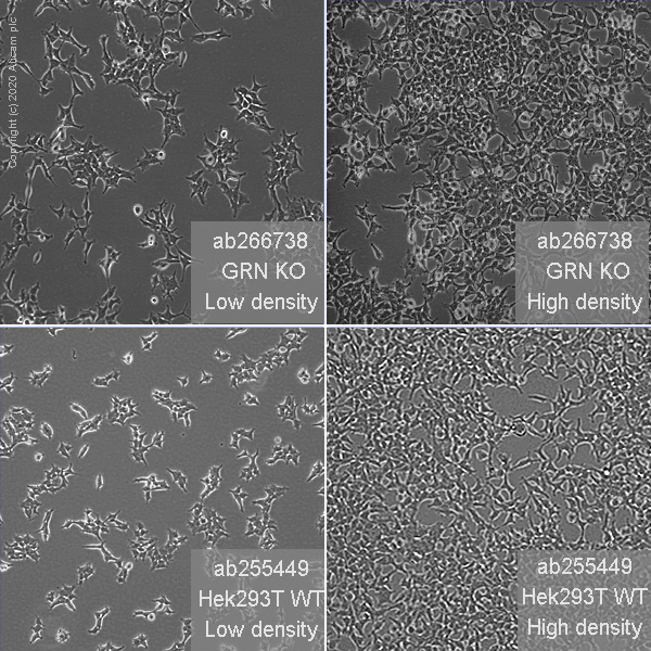 Human GRN (Granulin) knockout HEK-293T cell line (ab266738) | Abcam