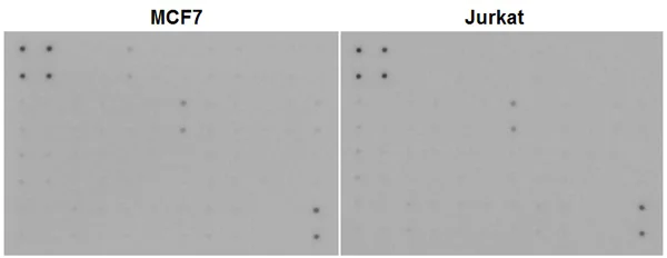 Human Growth Factor Antibody Array - Membrane (41 Targets) (ab134002 ...