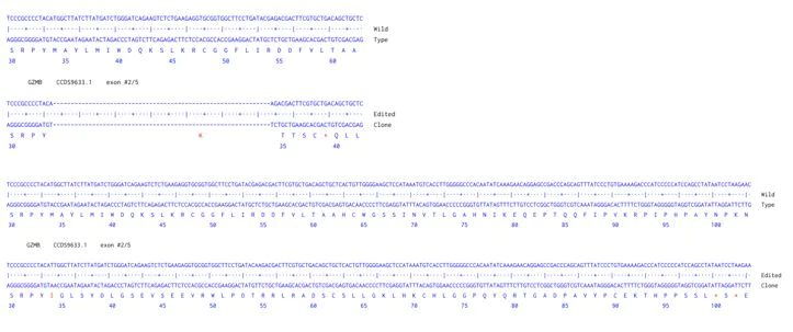 Human GZMB knockout A549 cell line (ab289016) | Abcam