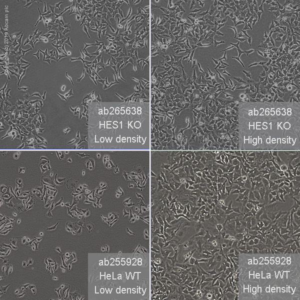 Human HES1 knockout HeLa cell line (ab265638) | Abcam