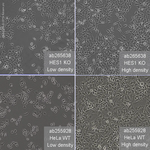 Human HES1 knockout HeLa cell line (ab265638) | Abcam