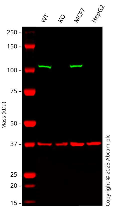 Human HK1 (Hexokinase 1) knockout HEK-293 cell line (ab262477) | Abcam