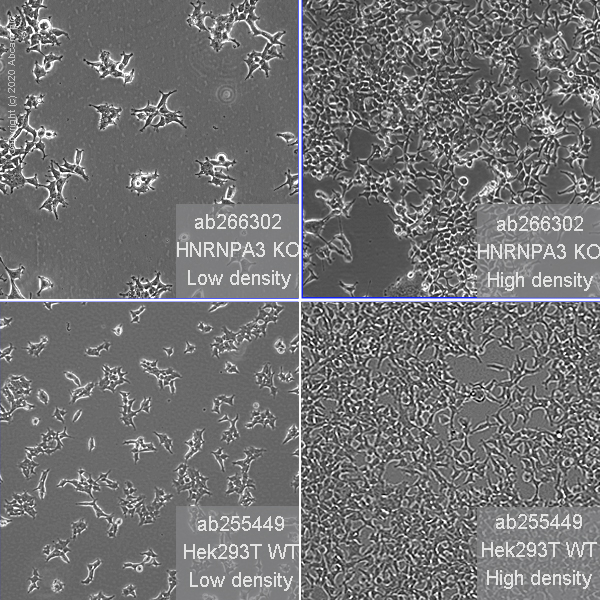 Human HNRNPA3 knockout HEK-293T cell line (ab266302) | Abcam