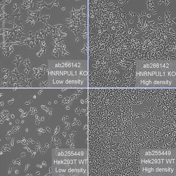 Human HNRNPUL1 (E1B-AP5) knockout HEK-293T cell line (ab266142) | Abcam