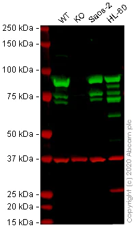 Human HSP90AB1 (Hsp90 beta) knockout HEK-293T cell line (ab266117) | Abcam