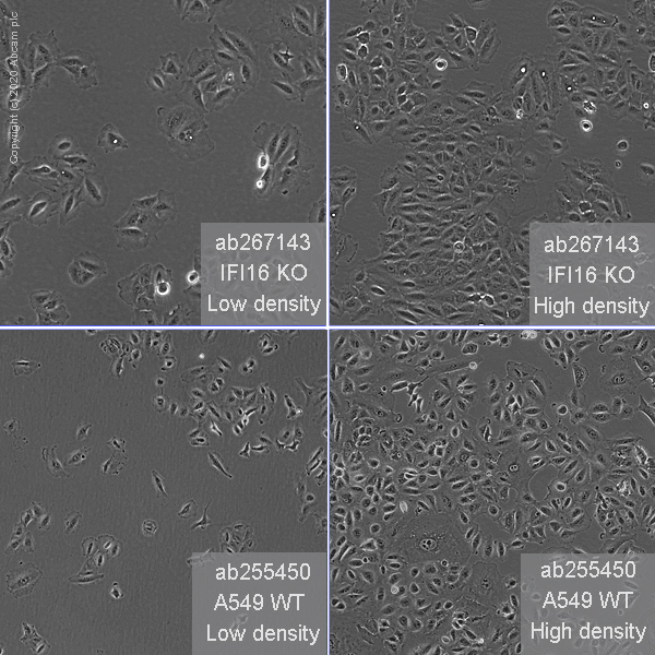 Human IFI16 knockout A549 cell line (ab267143) | Abcam