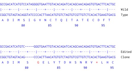 Human IFNGR2 knockout A549 cell line (ab287506) | Abcam