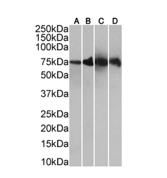 Anti-Human IgM Antibody [47.2.E9] (ab316359) | Abcam
