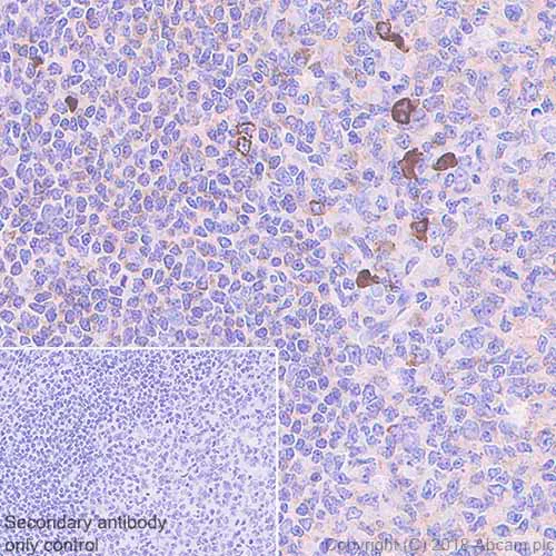 Anti-Human IgM antibody [EPR5539-65-4] - BSA and Azide free (ab236941 ...
