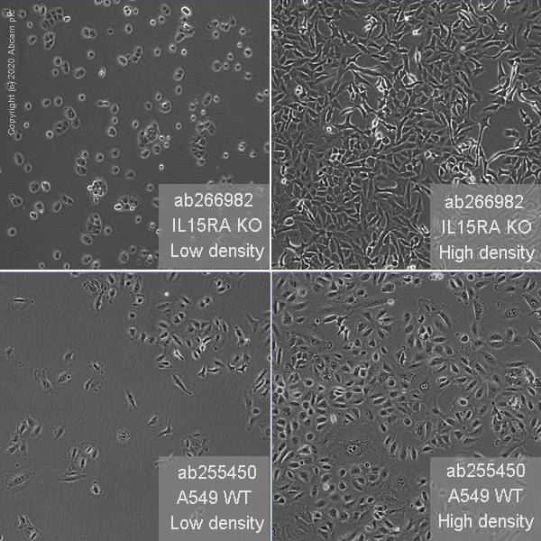 Human IL15RA knockout A549 cell line (ab266982) | Abcam