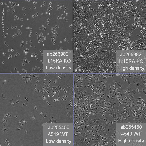 Human IL15RA knockout A549 cell line (ab266982) | Abcam
