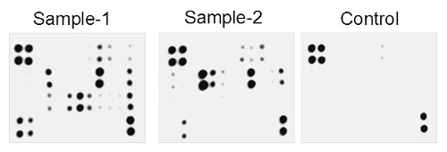 Human Inflammation Antibody Array - Membrane (20 targets) (ab169804 ...