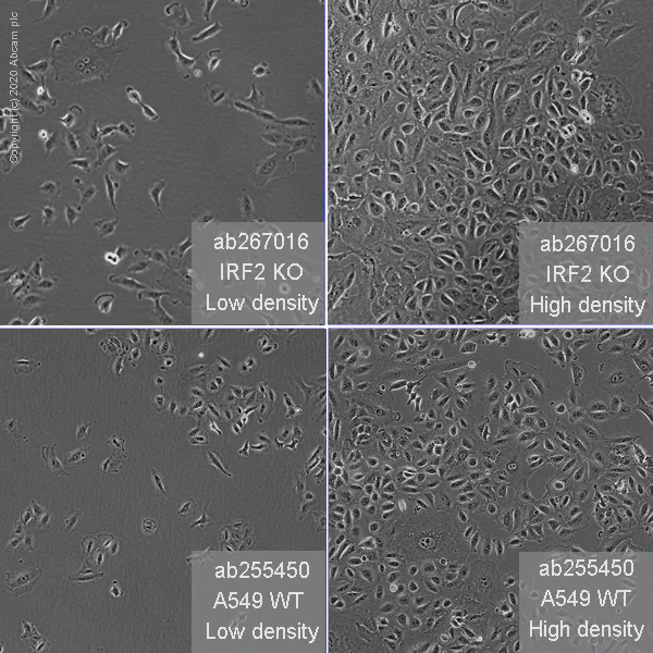 Human IRF2 knockout A549 cell line (ab267016) | Abcam