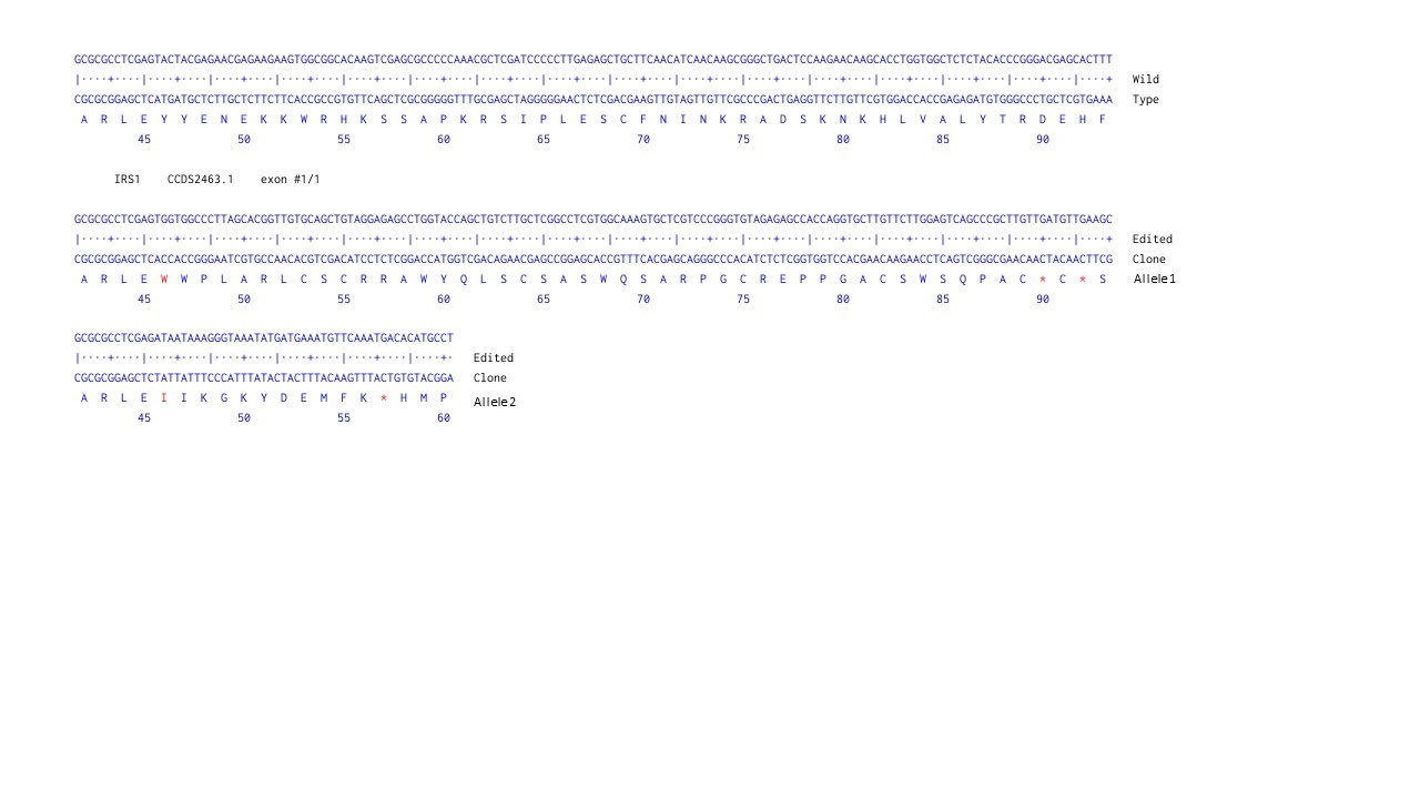 Human IRS1 knockout A549 cell line (ab301008) | Abcam