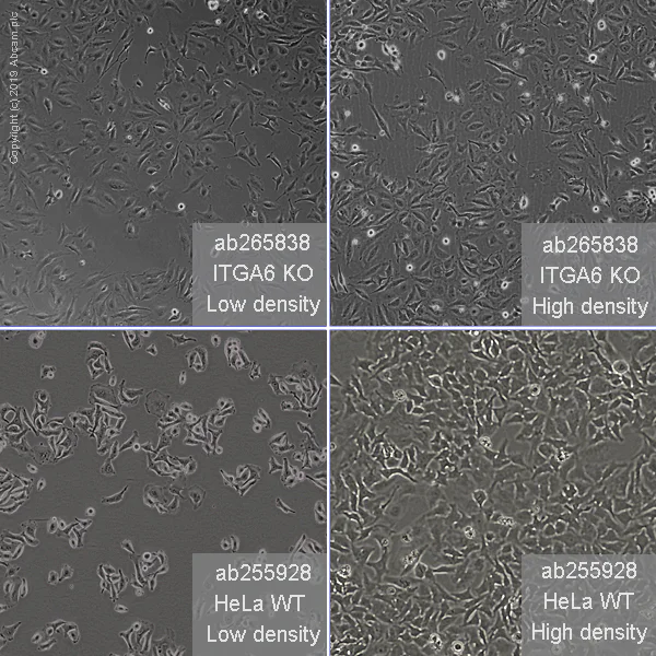 Human ITGA6 (Integrin alpha 6) knockout HeLa cell line (ab265838) | Abcam