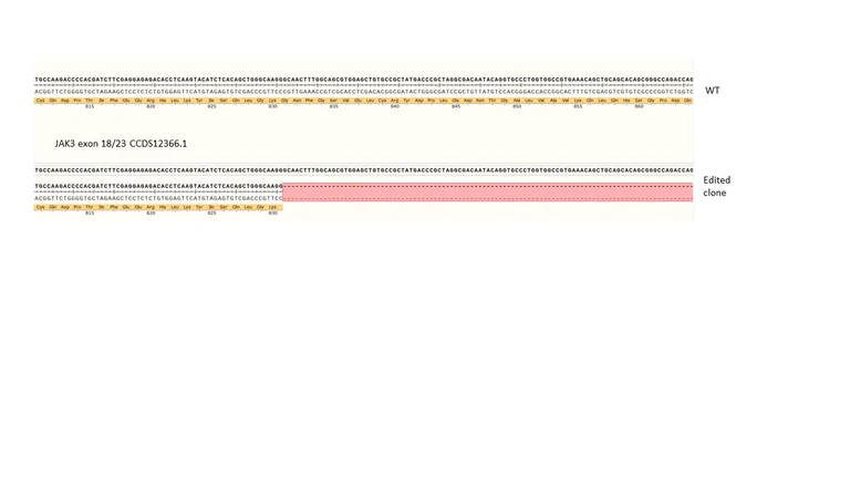 Human JAK3 knockout A549 cell line (ab286649) | Abcam