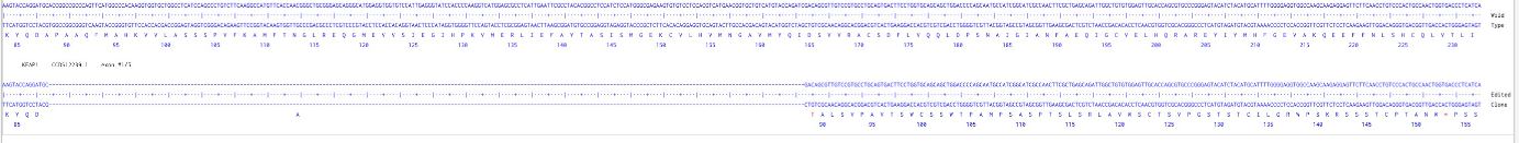 Human Keap1 Knockout Hct116 Cell Line Ab286484 Abcam