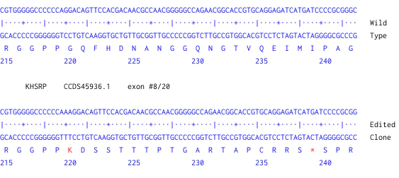 Human KHSRP knockout HeLa cell line (ab274903) | Abcam