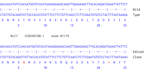 Human KLC1 knockout HeLa cell line (ab274906) | Abcam