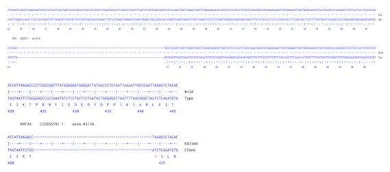 Human KMT2A knockout HCT116 cell line (ab286488) | Abcam