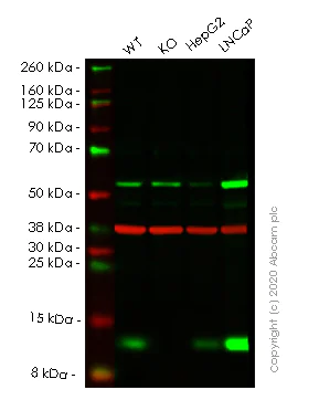 Human LAMTOR2 knockout HeLa cell line (ab265828) | Abcam