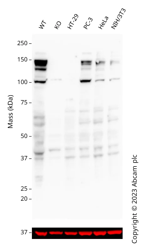 Human LATS1 (WARTS) knockout THP-1 cell line (ab277862) | Abcam