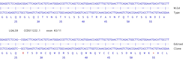 Human Lgals9 (galectin 9/Gal-9) knockout THP-1 cell line (ab269505) | Abcam