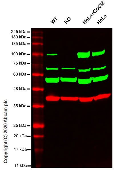 Human LOXL2 knockout HeLa cell line (ab261804) | Abcam
