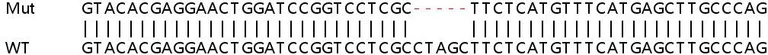 Human MAPK12 knockout HEK-293T cell line (ab266280) | Abcam